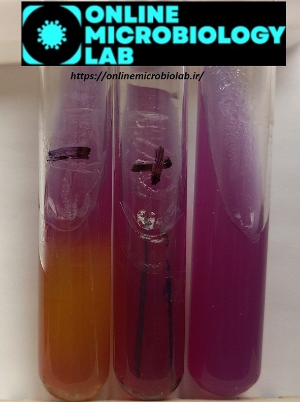 تست لیزین دکربوکسیلاز (Lysine Iron Agar یا LIA) - آزمایشگاه مجازی ...