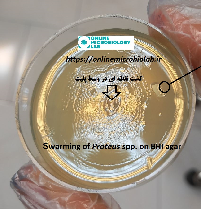 پدیده سوارمینگ یا اسپریدینگ (Swarming یا Spreading) - آزمایشگاه مجازی ...