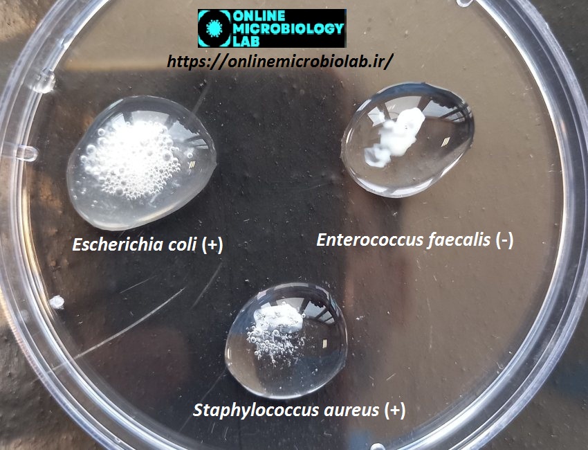 تست کاتالاز (روش اسلایدی) - (Catalase Test -Slide Method) - آزمایشگاه ...