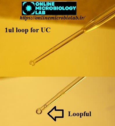 Loopful برای کشت ادرار و برخی کشت های دیگر - آزمایشگاه مجازی میکروب شناسی