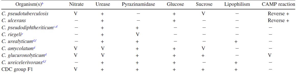 گونه های کورینه باکتریوم Corynebacterium اوره آز مثبت که اهمیت بالینی ...