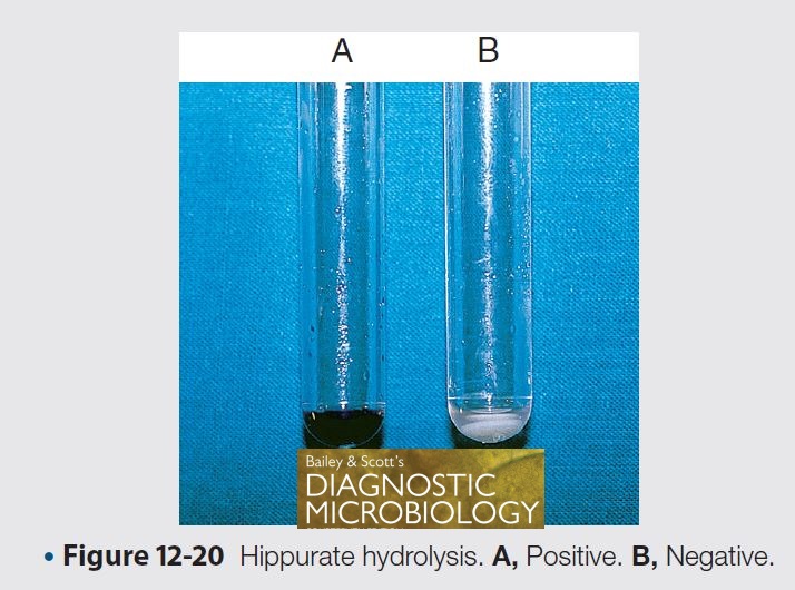 تست هیدرولیز هیپورات (Hippurate hydrolysis test) - آزمایشگاه مجازی ...