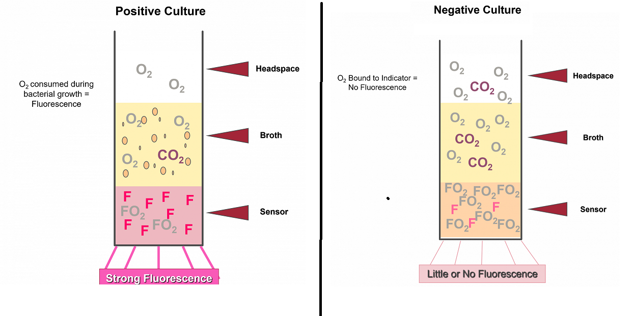 لوله دارای نشانگر رشد مایکوباکتریایی - Mycobacteria Growth Indicator ...