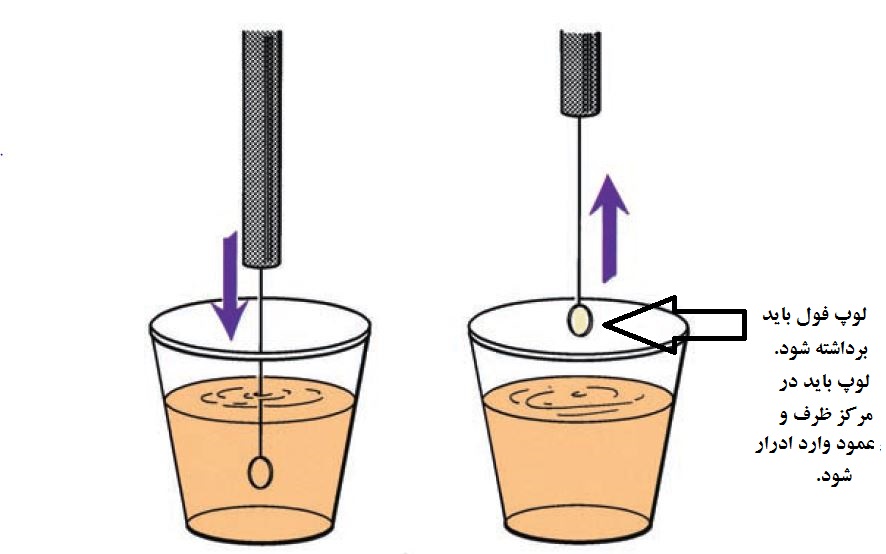 نحوه صحیح برداشتن نمونه ادرار از درون ظرف - آزمایشگاه مجازی میکروب شناسی