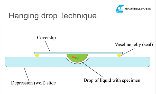 تکنینک قطره معلق (Hanging drop technique) برای بررسی حرکت باکتری ها ...