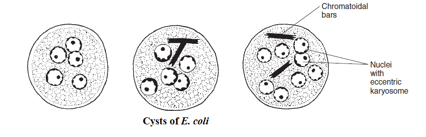 کیست و تروفوزوئیت انتامبا کلی (Entamoeba coli) - آزمایشگاه مجازی میکروب ...