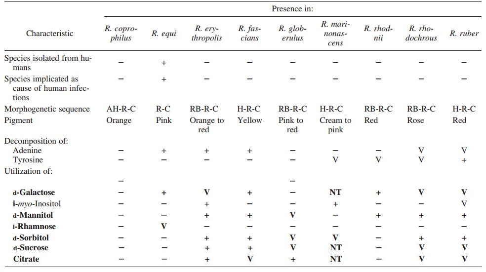 ویژگی های تمایزی جنس رودوکوکوس (Rhodococcus) - آزمایشگاه مجازی میکروب شناسی