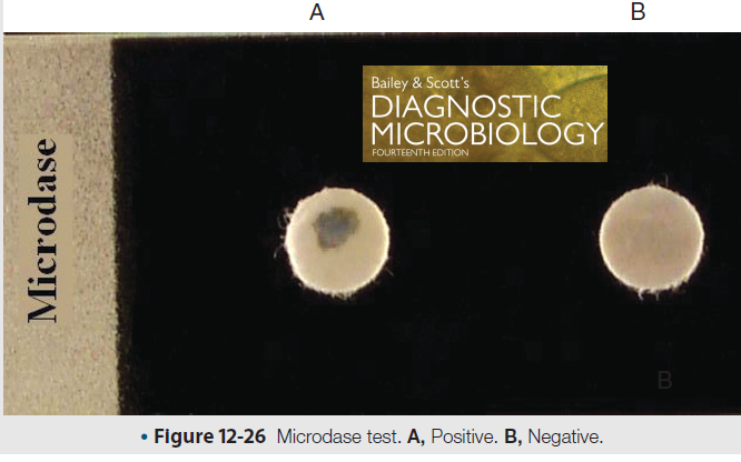 تست میکروداز یا اکسیداز مدیفای شده (Microdase Test) - آزمایشگاه مجازی ...