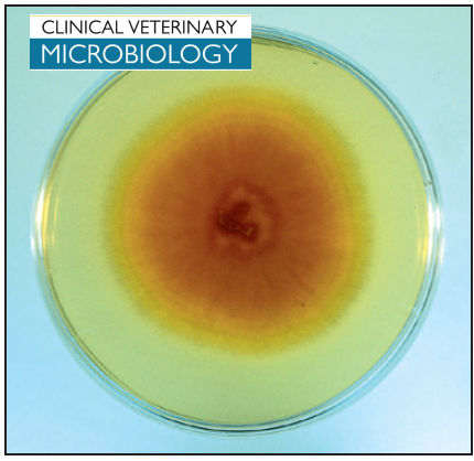 نمای میکروسکوپی و کلنی گونه های میکروسپوروم (Microsporum spp ...
