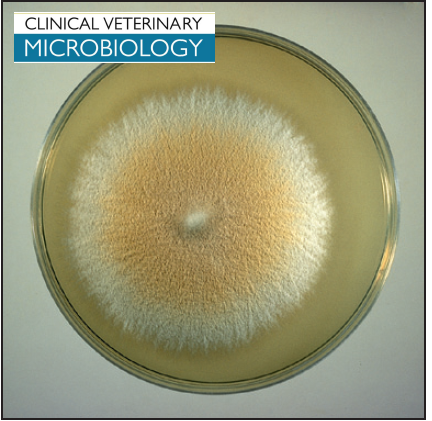 نمای میکروسکوپی و کلنی گونه های میکروسپوروم (Microsporum spp ...