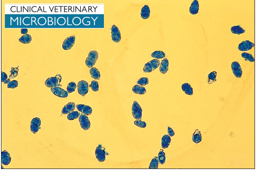 نمای میکروسکوپی و کلنی گونه های میکروسپوروم (Microsporum spp ...