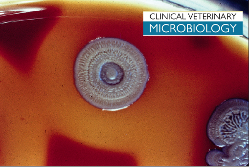 نمای کلنی بورخولدریا سودومالئی روی BAP - آزمایشگاه مجازی میکروب شناسی