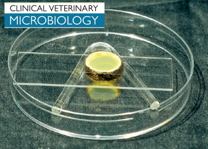 تکنیک کشت اسلاید یا اسلاید کالچر (Slide culture) - آزمایشگاه مجازی ...