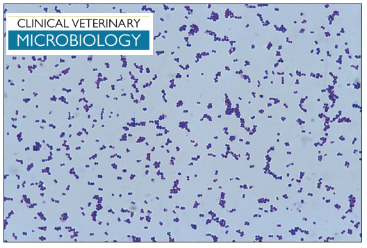 نمای میکروسکوپی استافیلوکوک سوداینترمدیوس (S. pseudintermedius ...