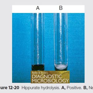 تست هیدرولیز هیپورات (Hippurate hydrolysis test) - آزمایشگاه مجازی ...