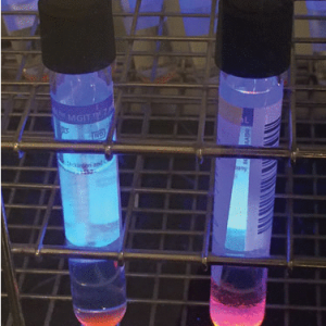 لوله دارای نشانگر رشد مایکوباکتریایی - Mycobacteria Growth Indicator ...