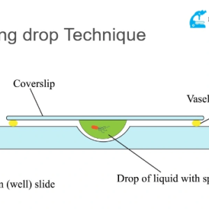 تکنینک قطره معلق (Hanging drop technique) برای بررسی حرکت باکتری ها ...